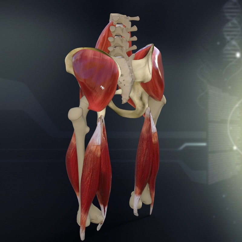 modelo 3d Anatomía del hueso del músculo de la pelvis - TurboSquid 967056
