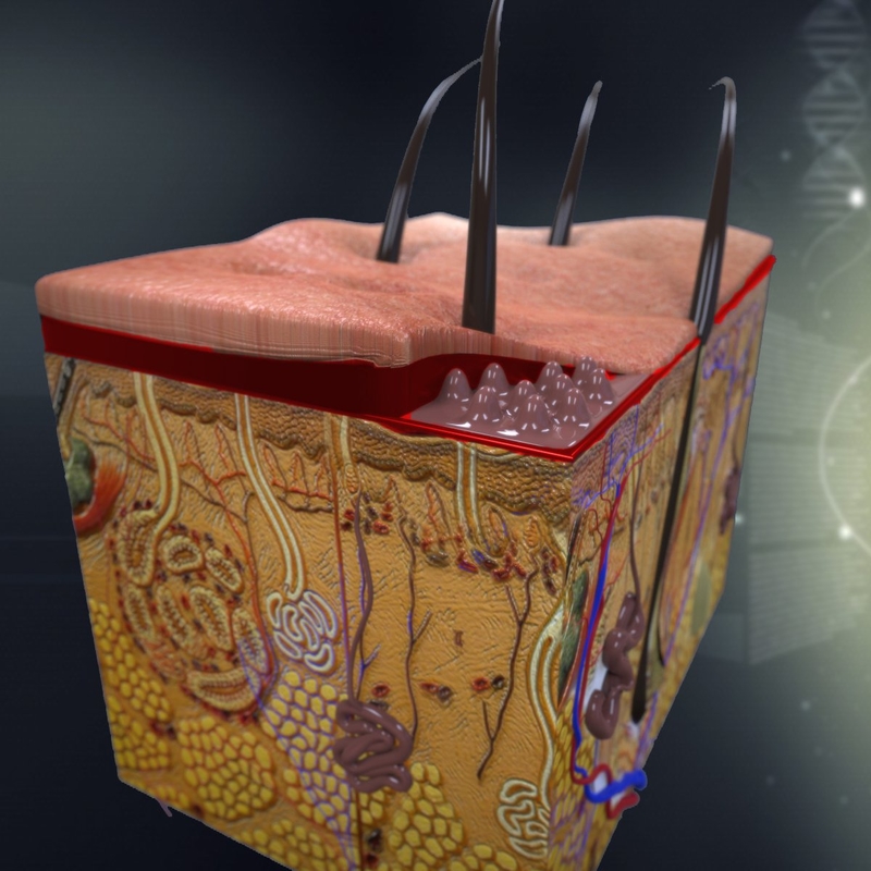 3d model human skin anatomy