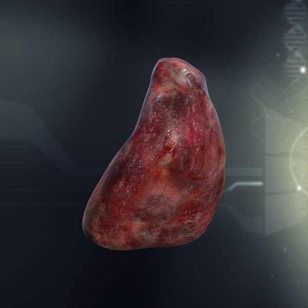 Immune System 3D Models for Download | TurboSquid