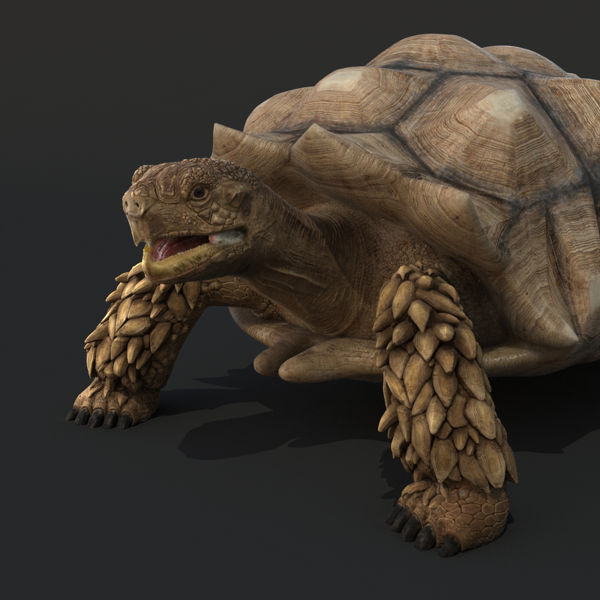 realistic turtle rig tortoise shell max