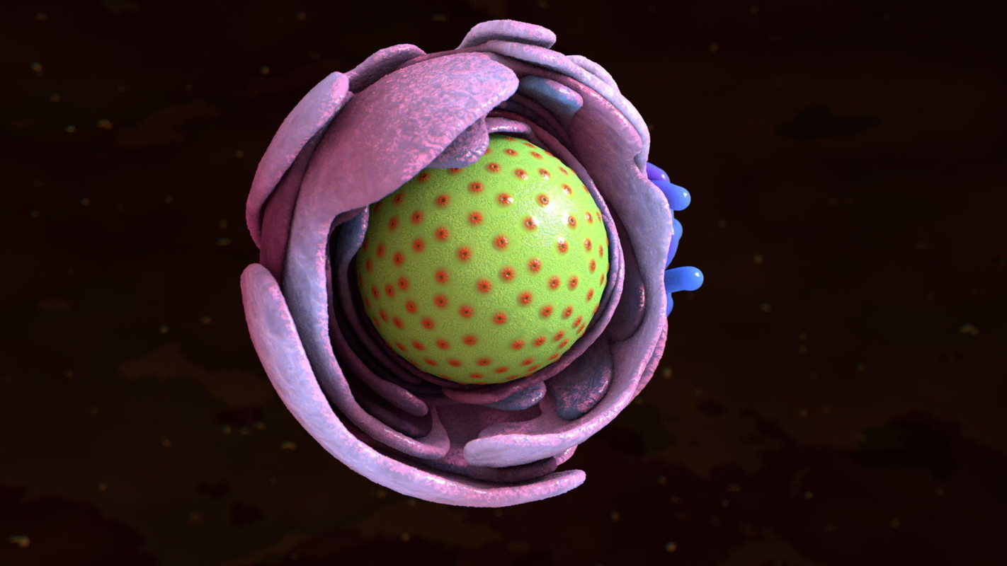 cells nucleus endoplasmic reticulum 3d model