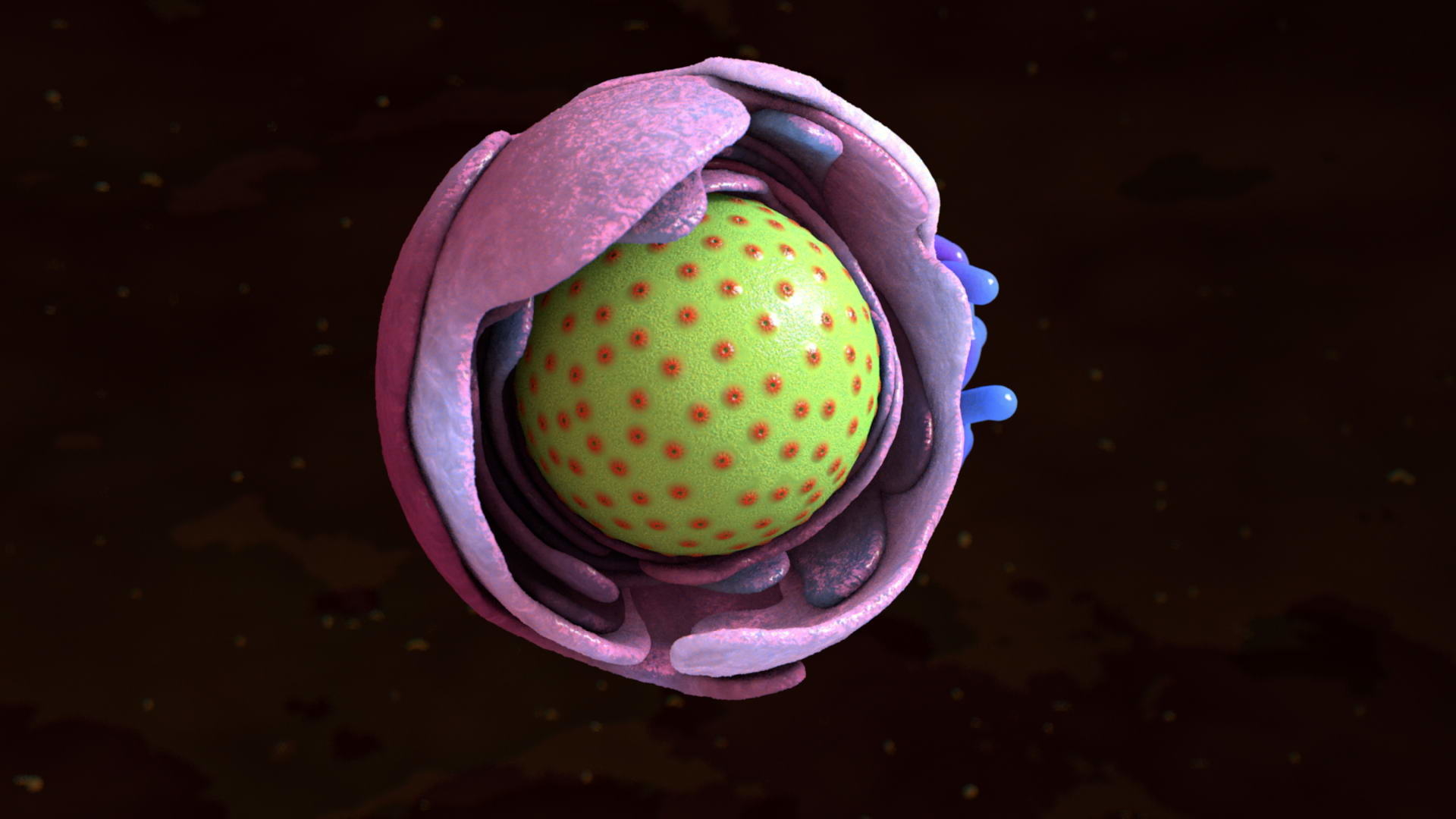 cells nucleus endoplasmic reticulum 3d model