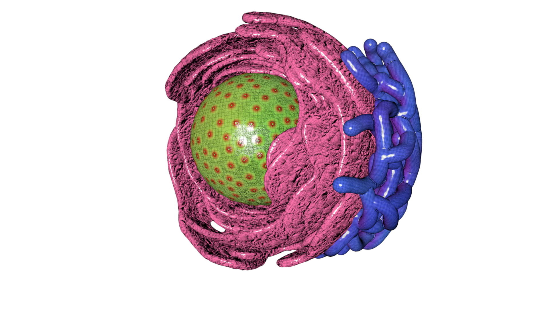 cells nucleus endoplasmic reticulum 3d model