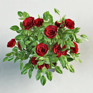 burnet rose rosa 3d max