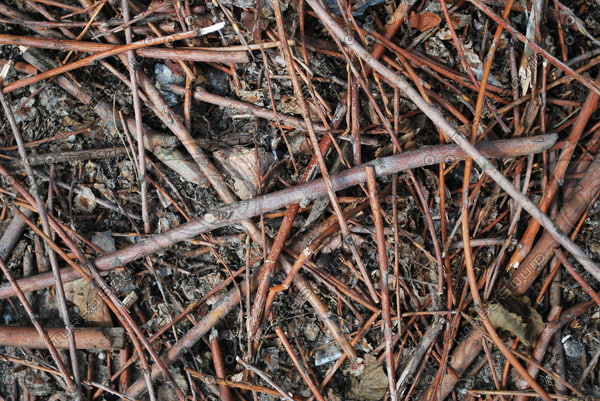 Texture JPEG twigs texture sticks