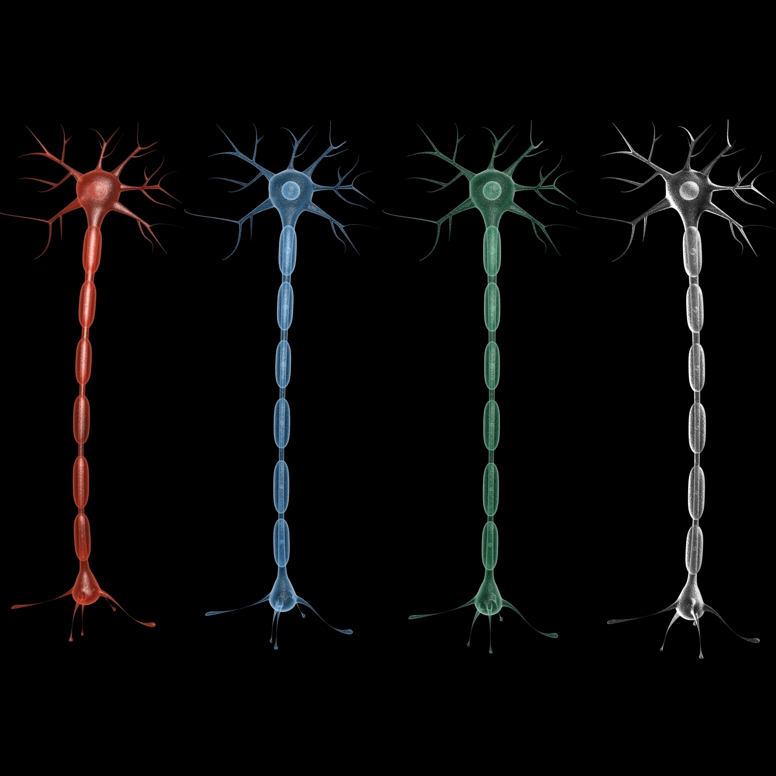 3d neuron model