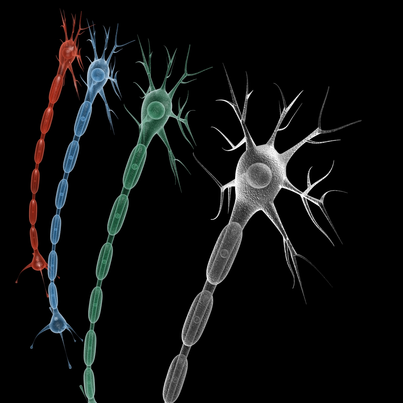 3d neuron model