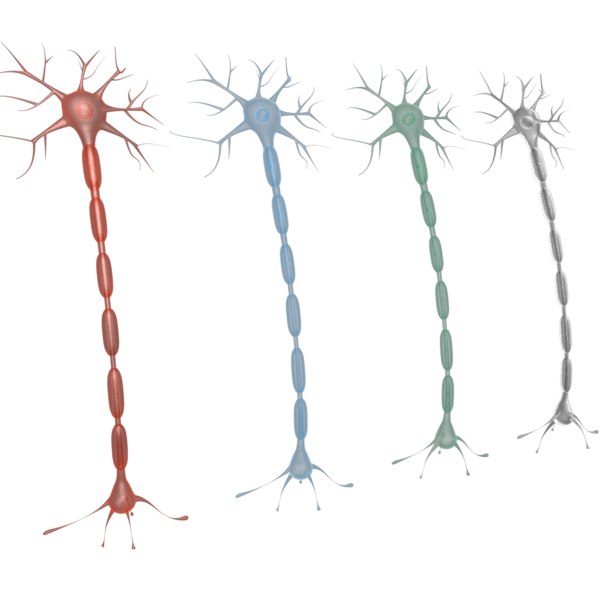 3d neuron model