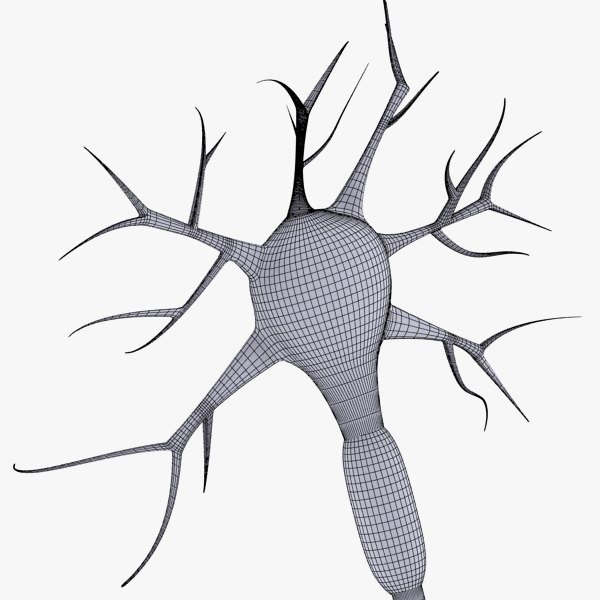 3d neuron model