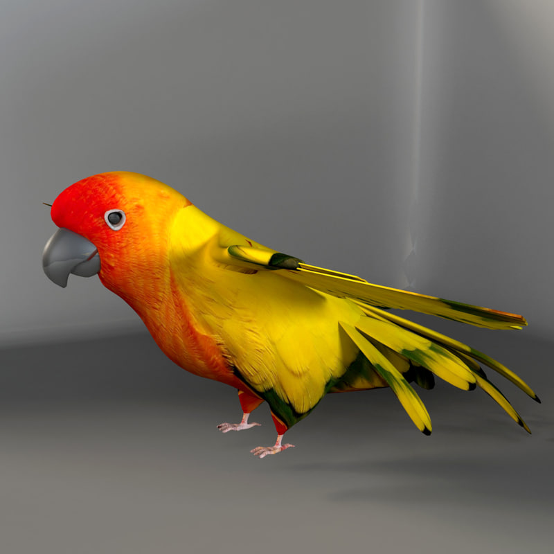 maya parrot birds macaws