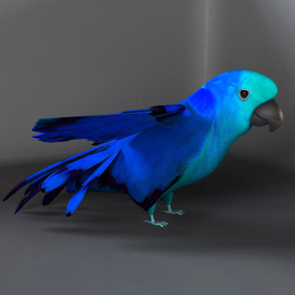 3d obj parrot birds macaws