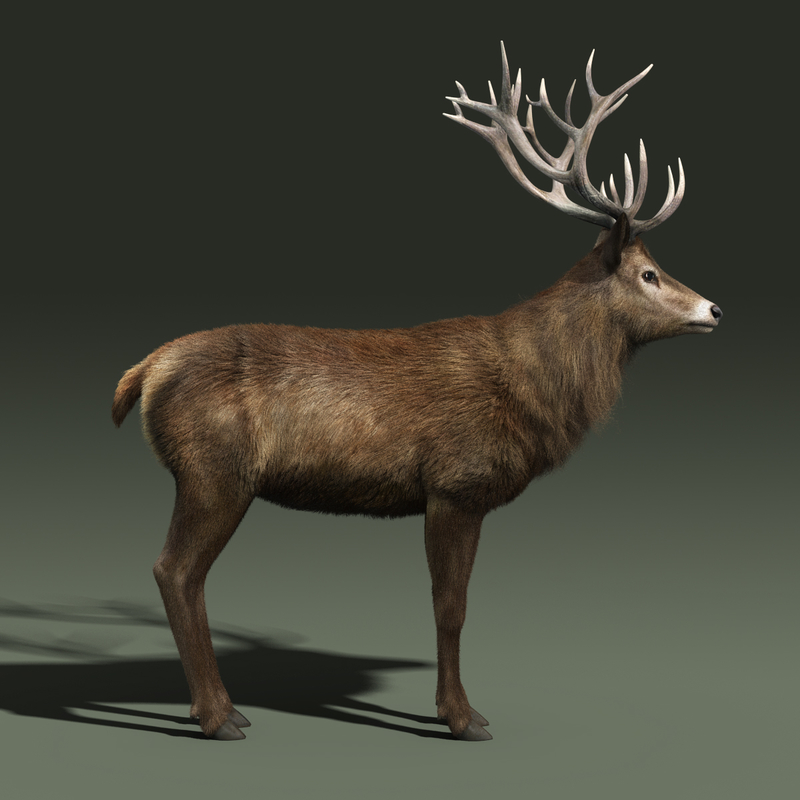 3d red deer stag fur model