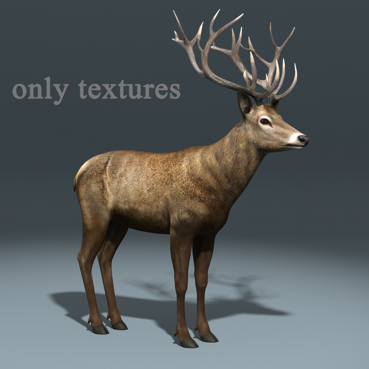 red deer stag fur 3d max