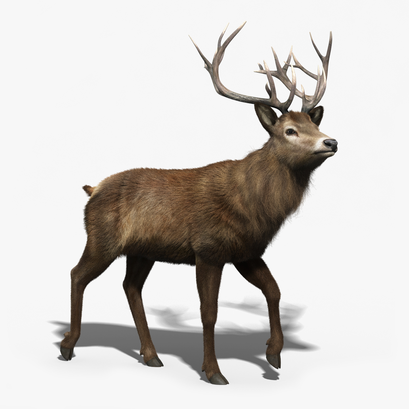 red deer stag fur 3d max
