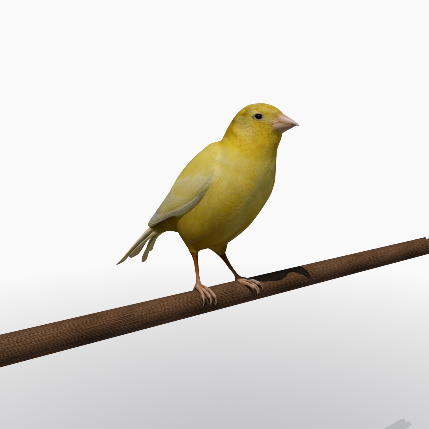 3ds max chinese bird cage canary