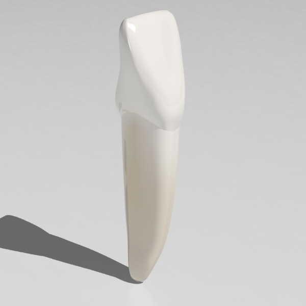 3d incisor model