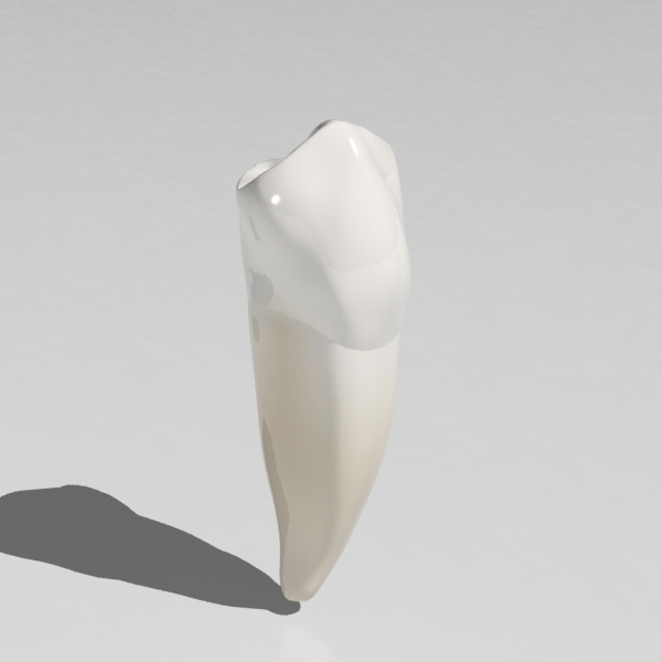 3d lower premolar model