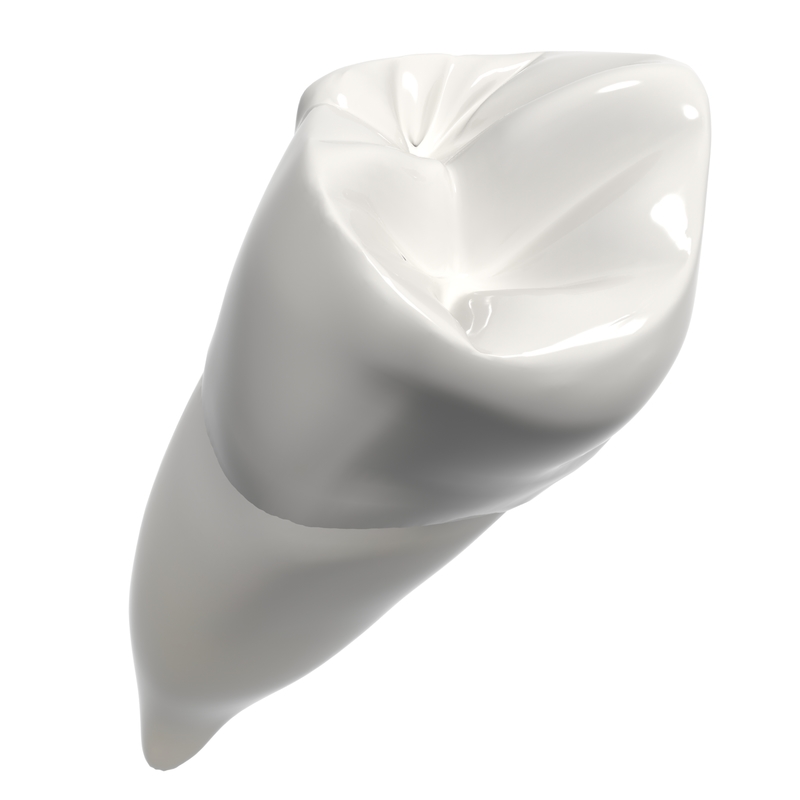 3d lower premolar model