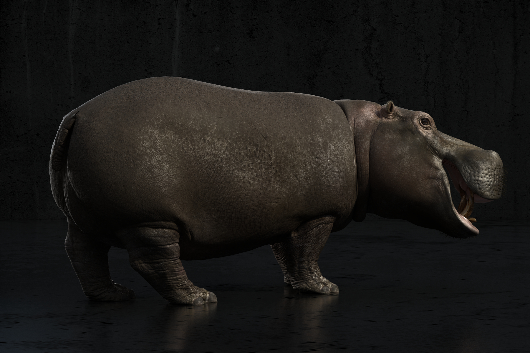 3d model of realistic animation hippo