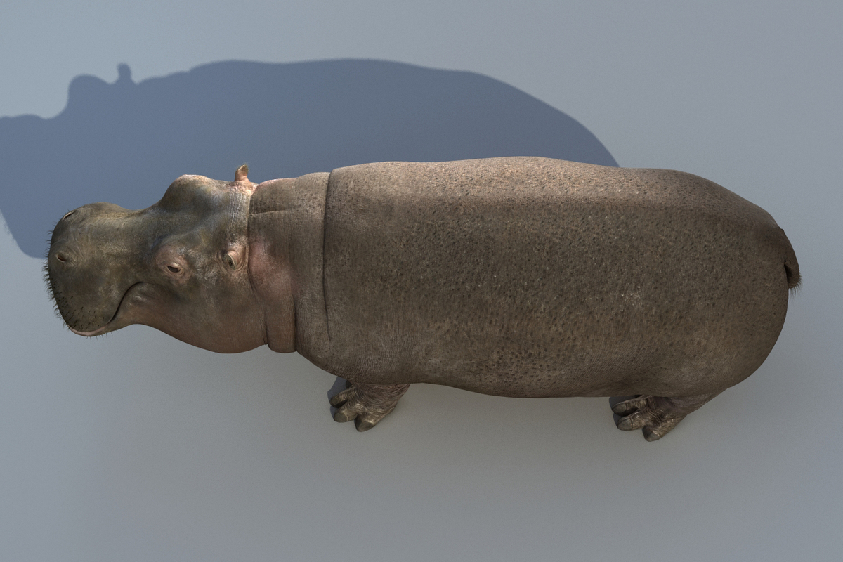 3d model of realistic animation hippo