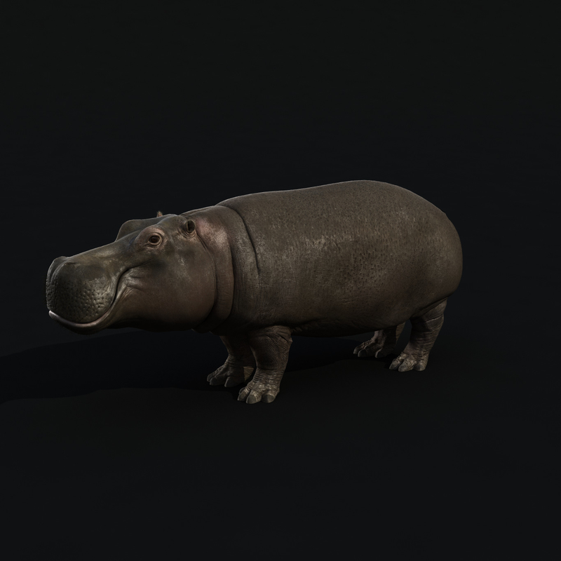 3d model of realistic animation hippo