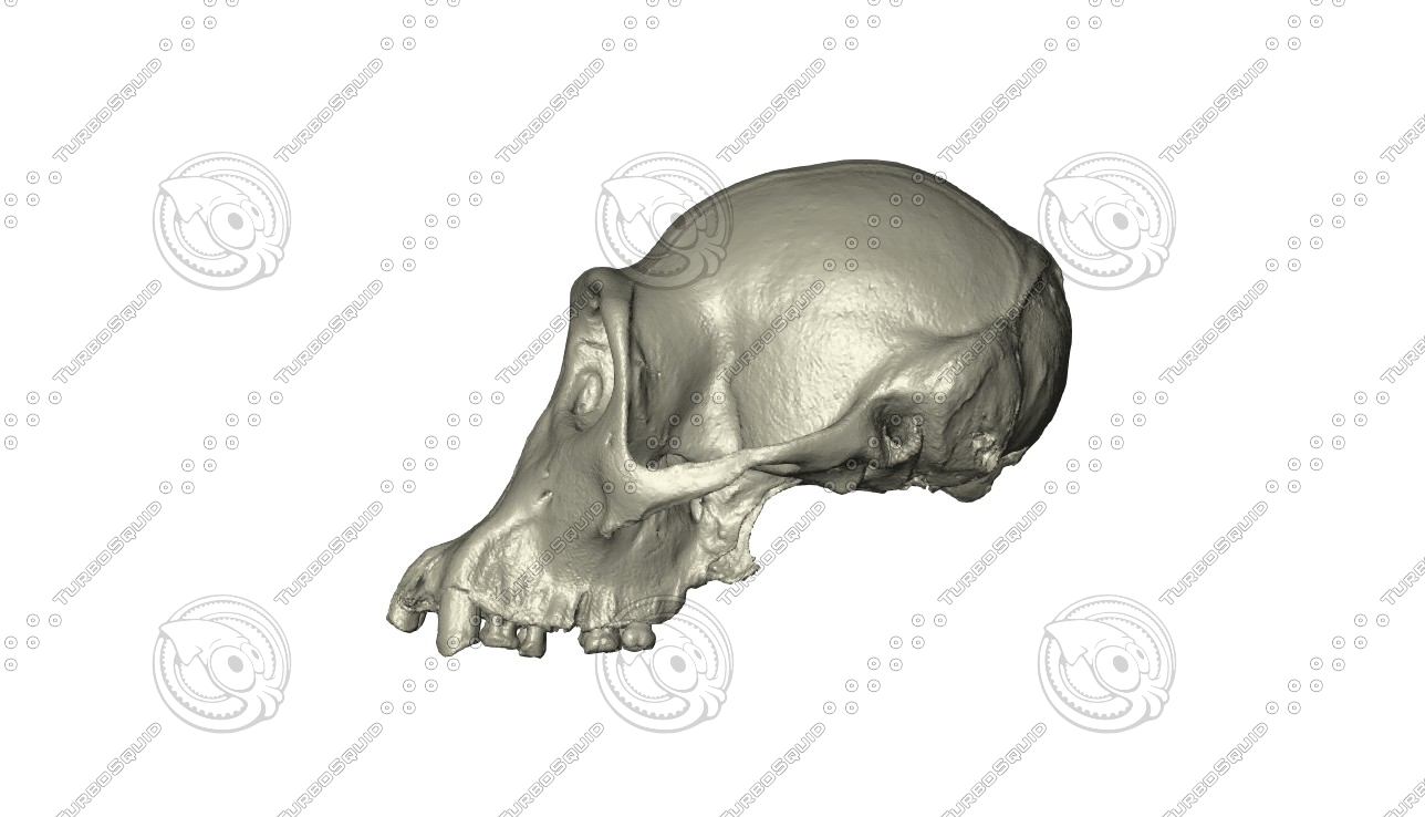 3d skull chimpanzee model