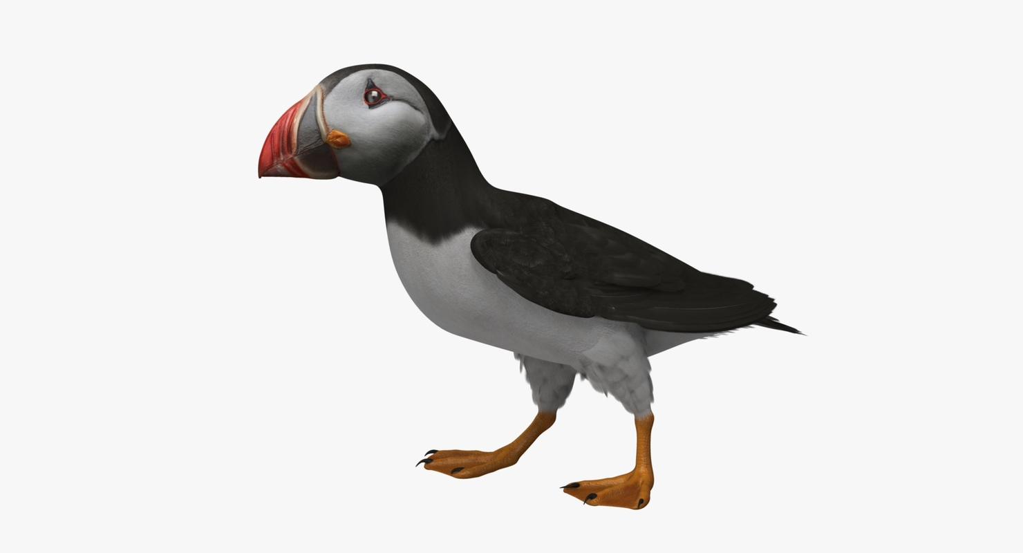 3d fratercula arctica atlantic puffin