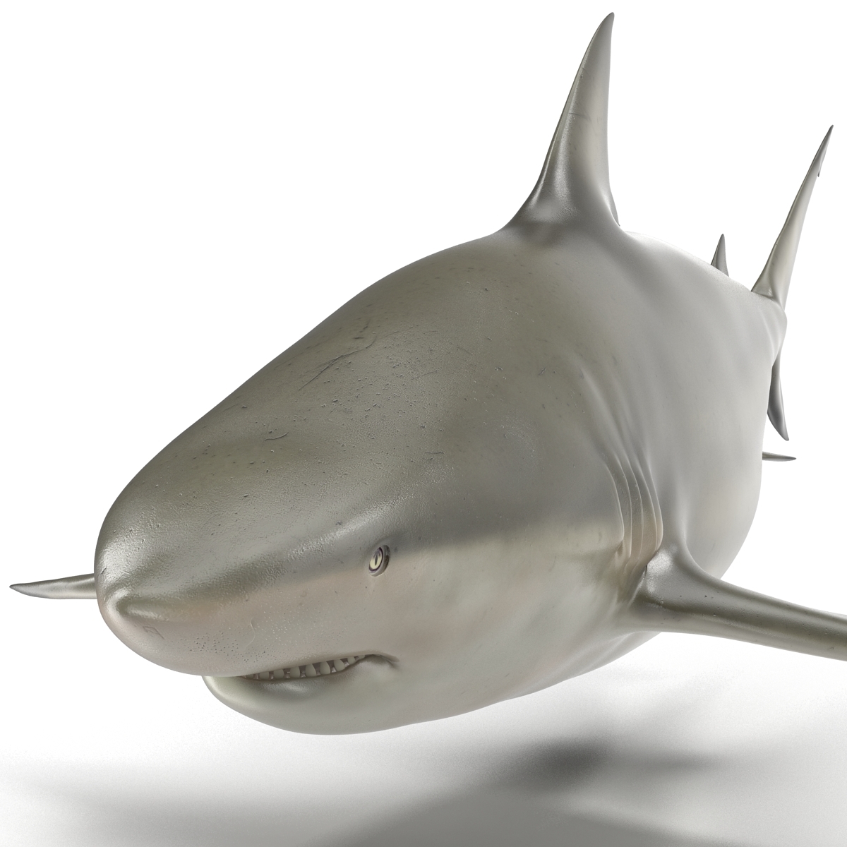 pigeye shark 3d max