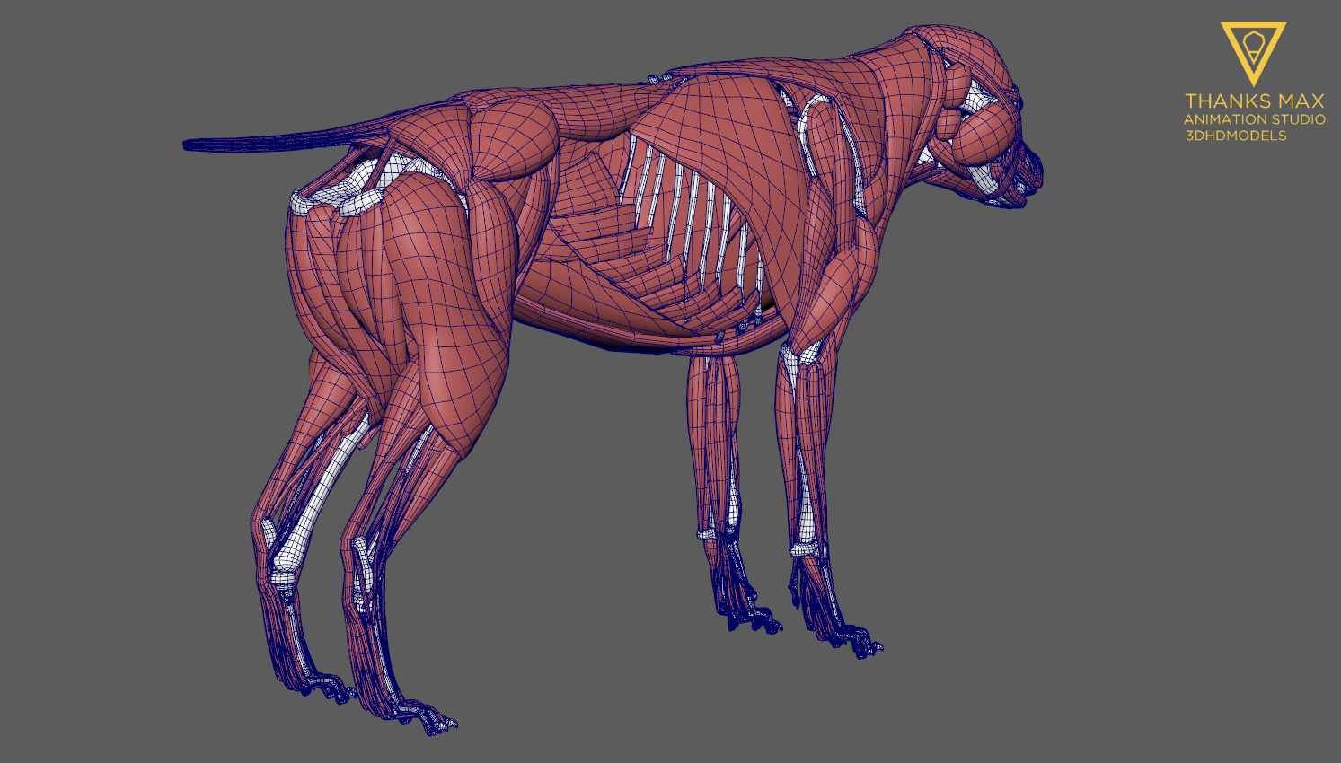 modelo 3d Perro anatomia canina - TurboSquid 971332