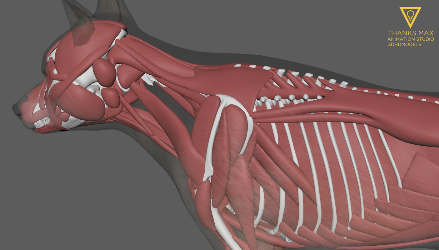 modelo 3d Perro anatomia canina - TurboSquid 971332