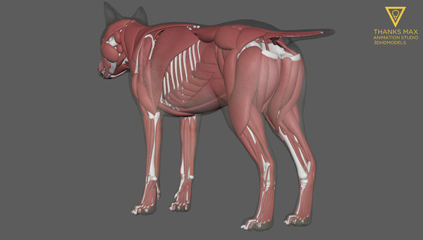 modelo 3d Perro anatomia canina - TurboSquid 971332