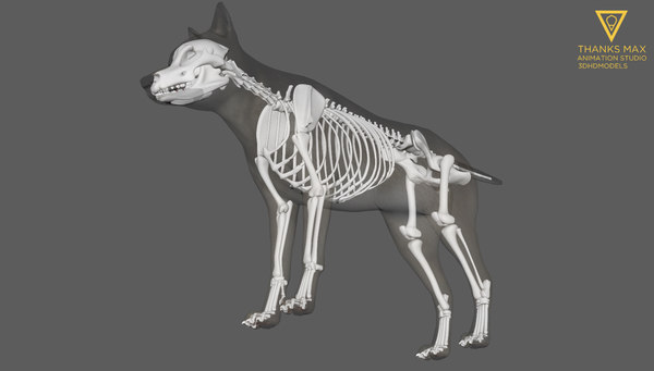 modelo 3d Perro anatomia canina - TurboSquid 971332