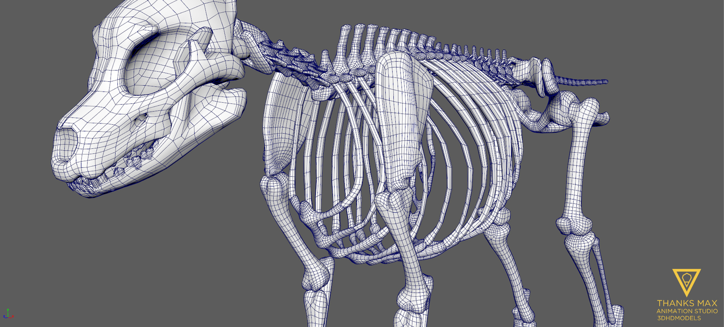 3d canine skeleton bones model