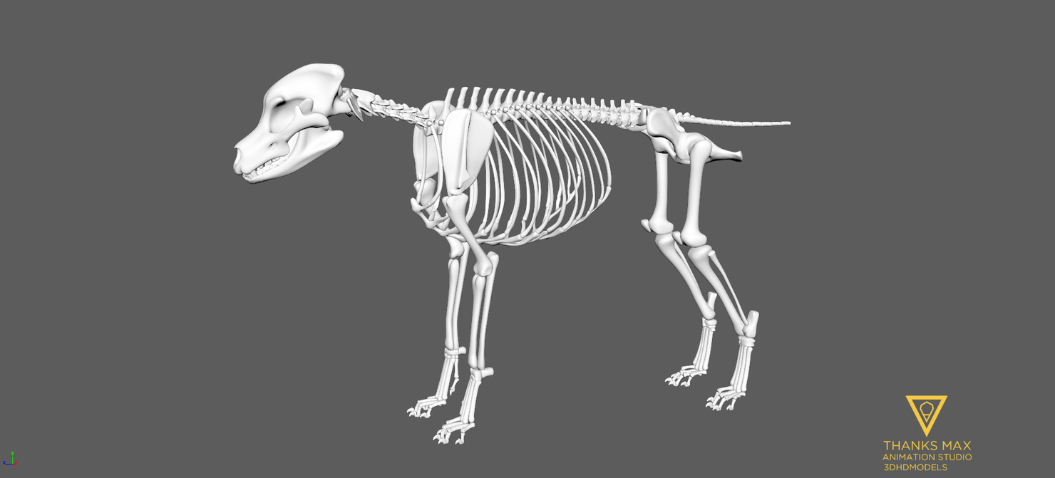3d canine skeleton bones model