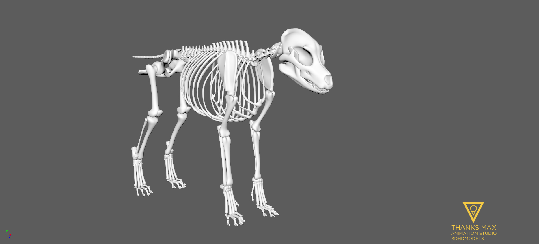 3d canine skeleton bones model