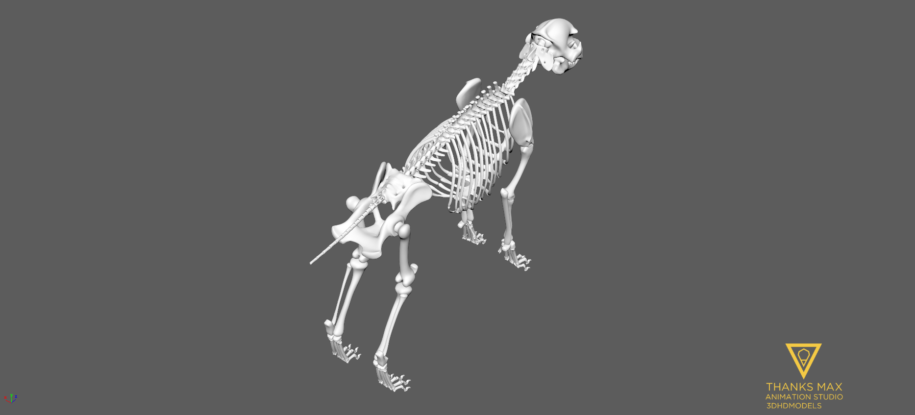 3d canine skeleton bones model
