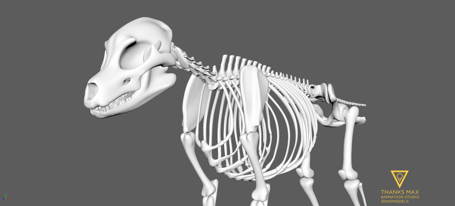 3d canine skeleton bones model