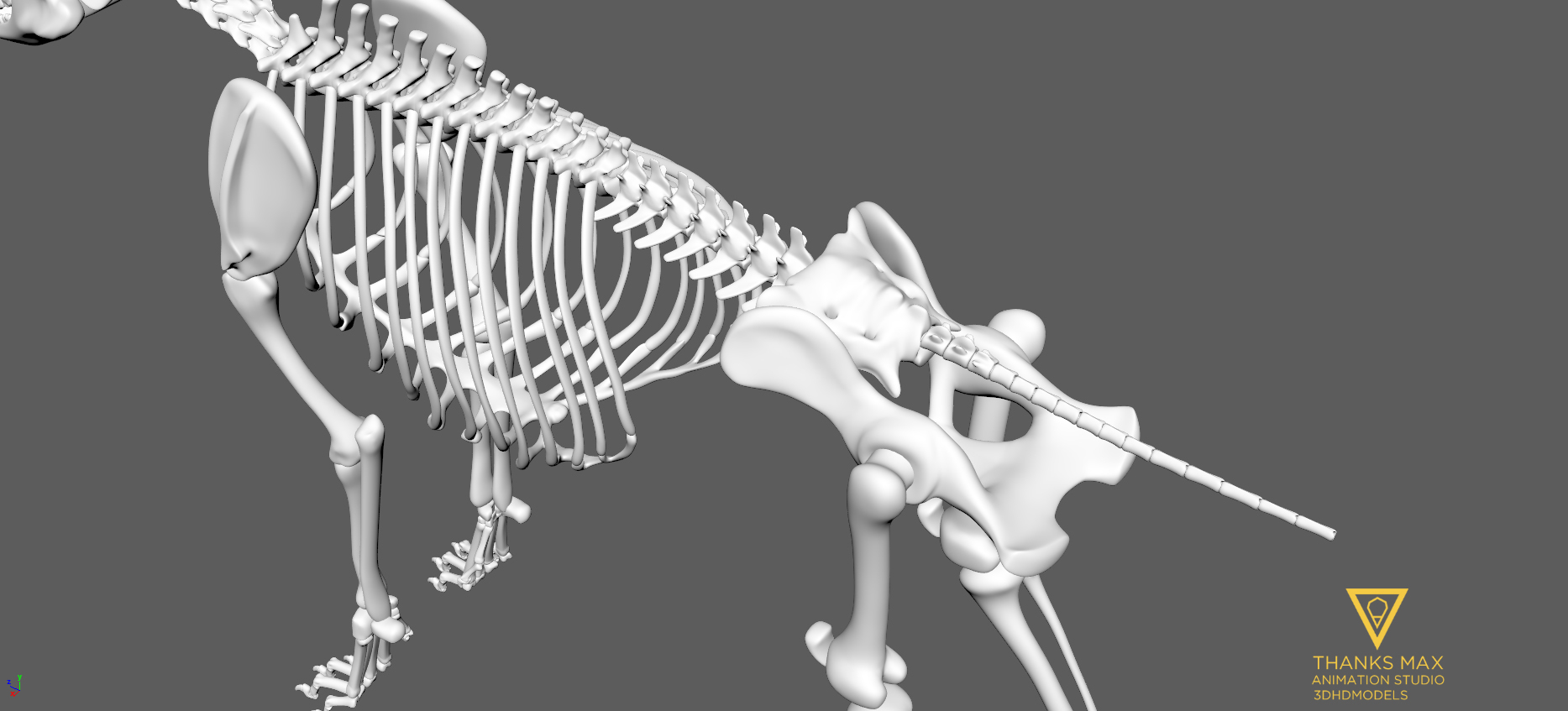3d canine skeleton bones model