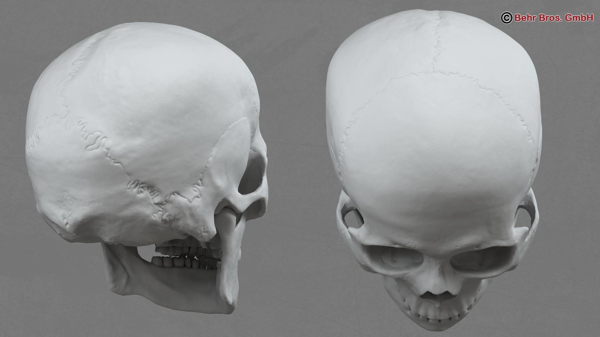 accurate human skull 3d max