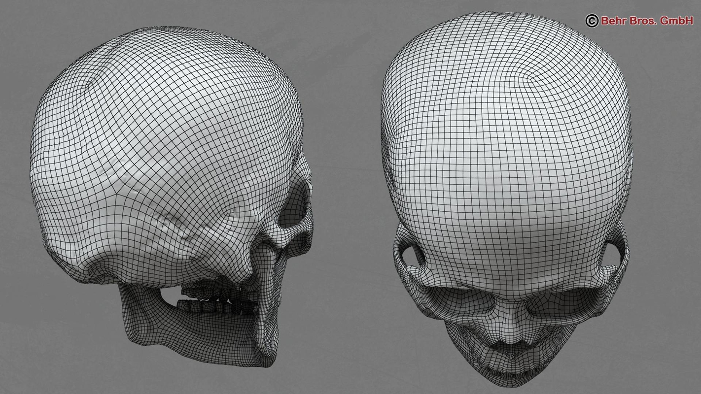 accurate human skull 3d max