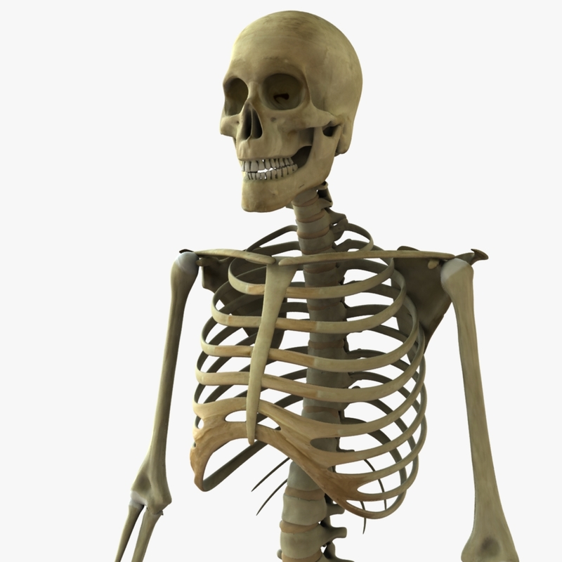 3d model female african american skeleton