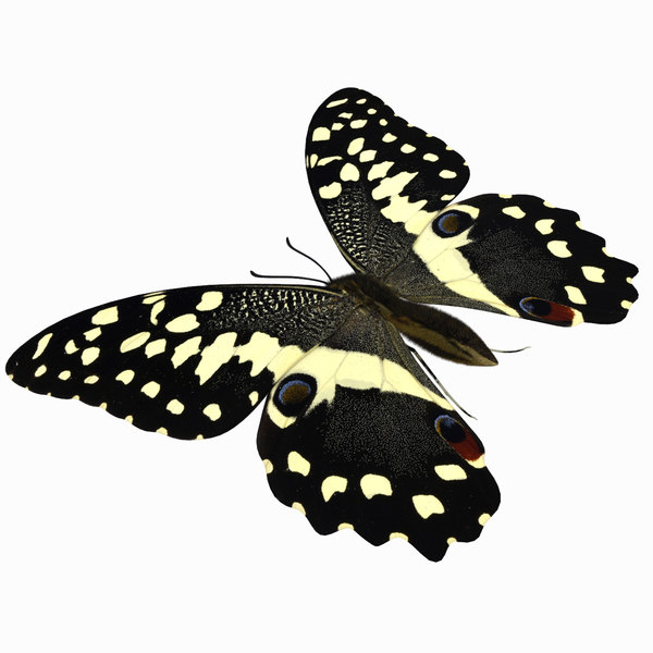 3d citrus swallowtail butterfly