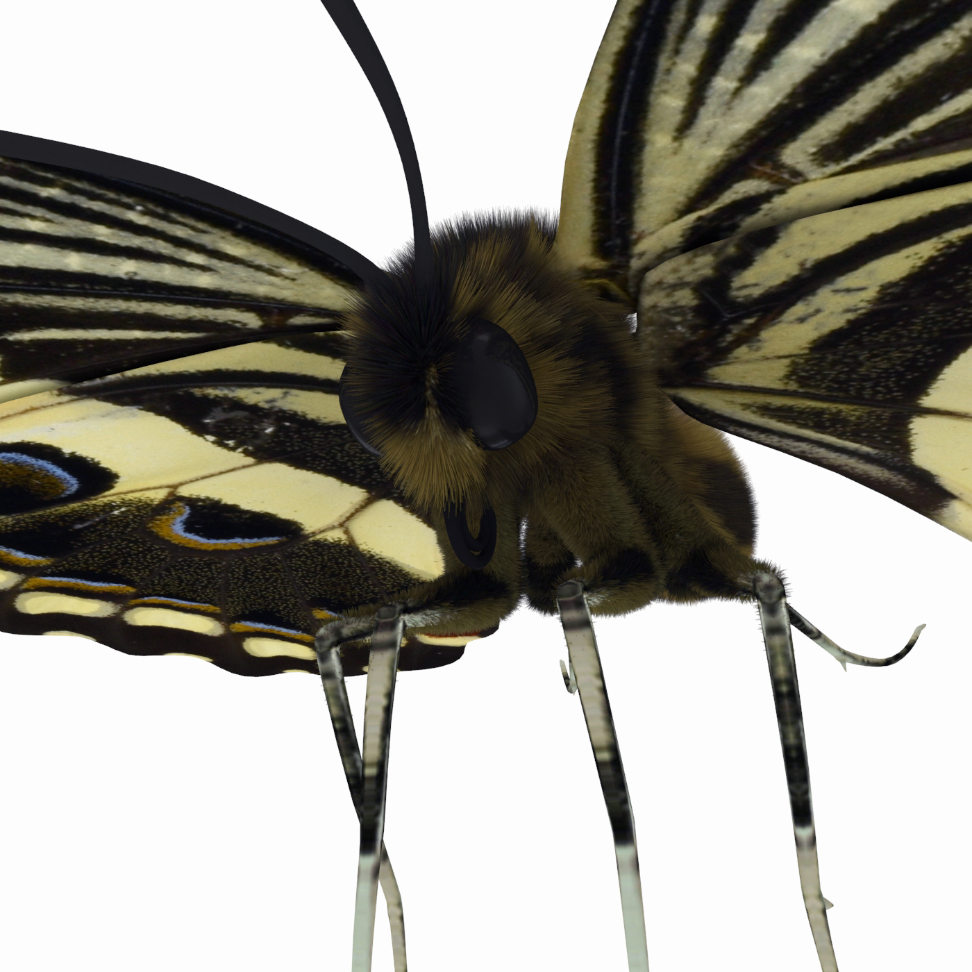 3d citrus swallowtail butterfly