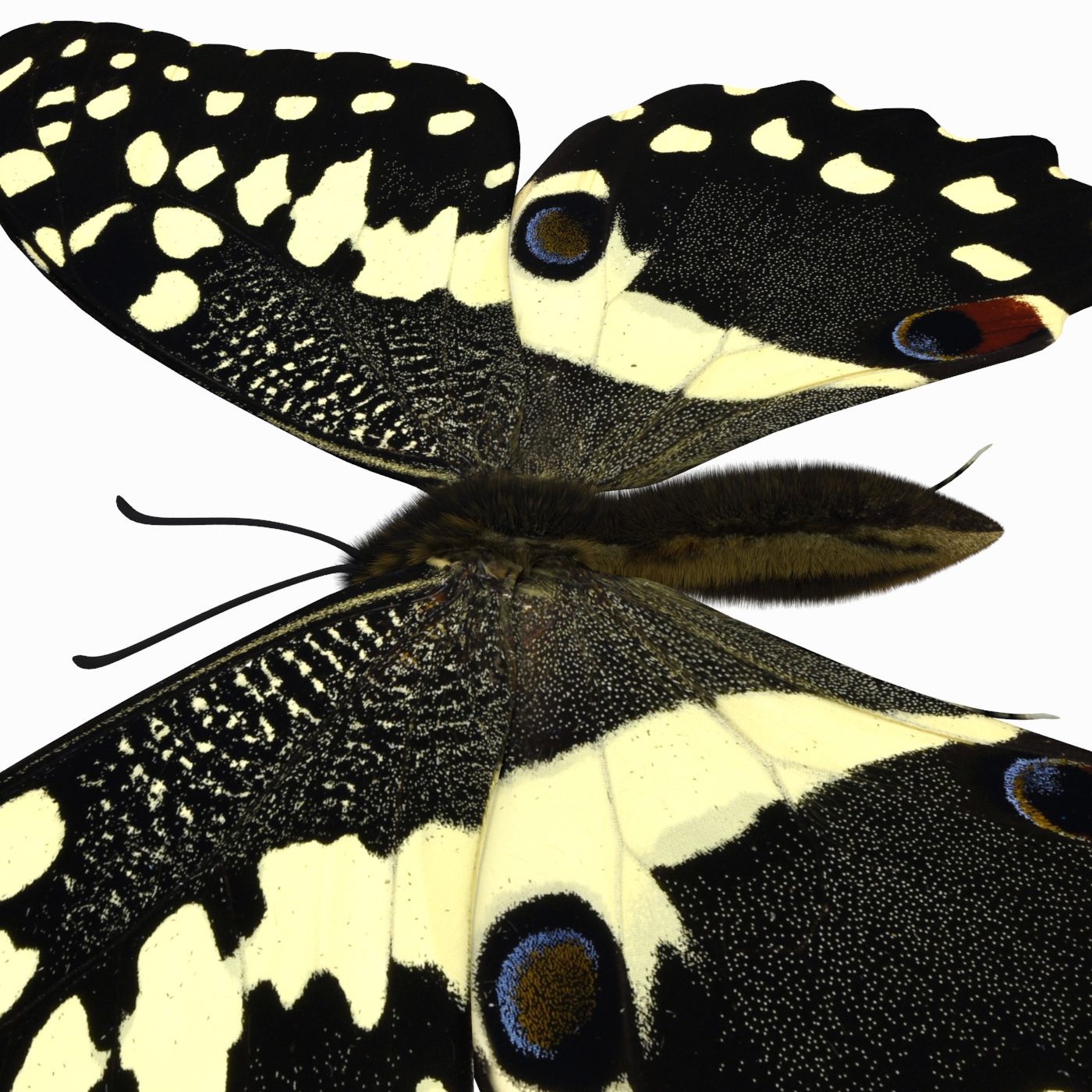 3d citrus swallowtail butterfly