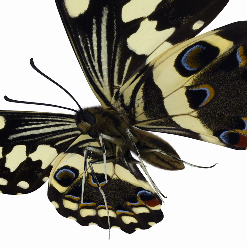 3d citrus swallowtail butterfly