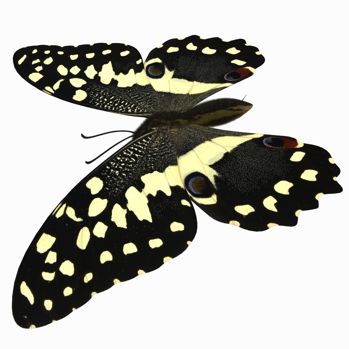 3d citrus swallowtail butterfly