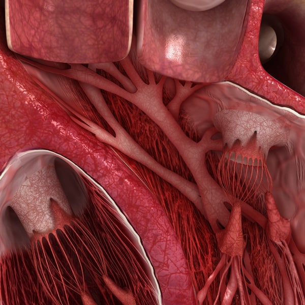 human heart slice 3d model