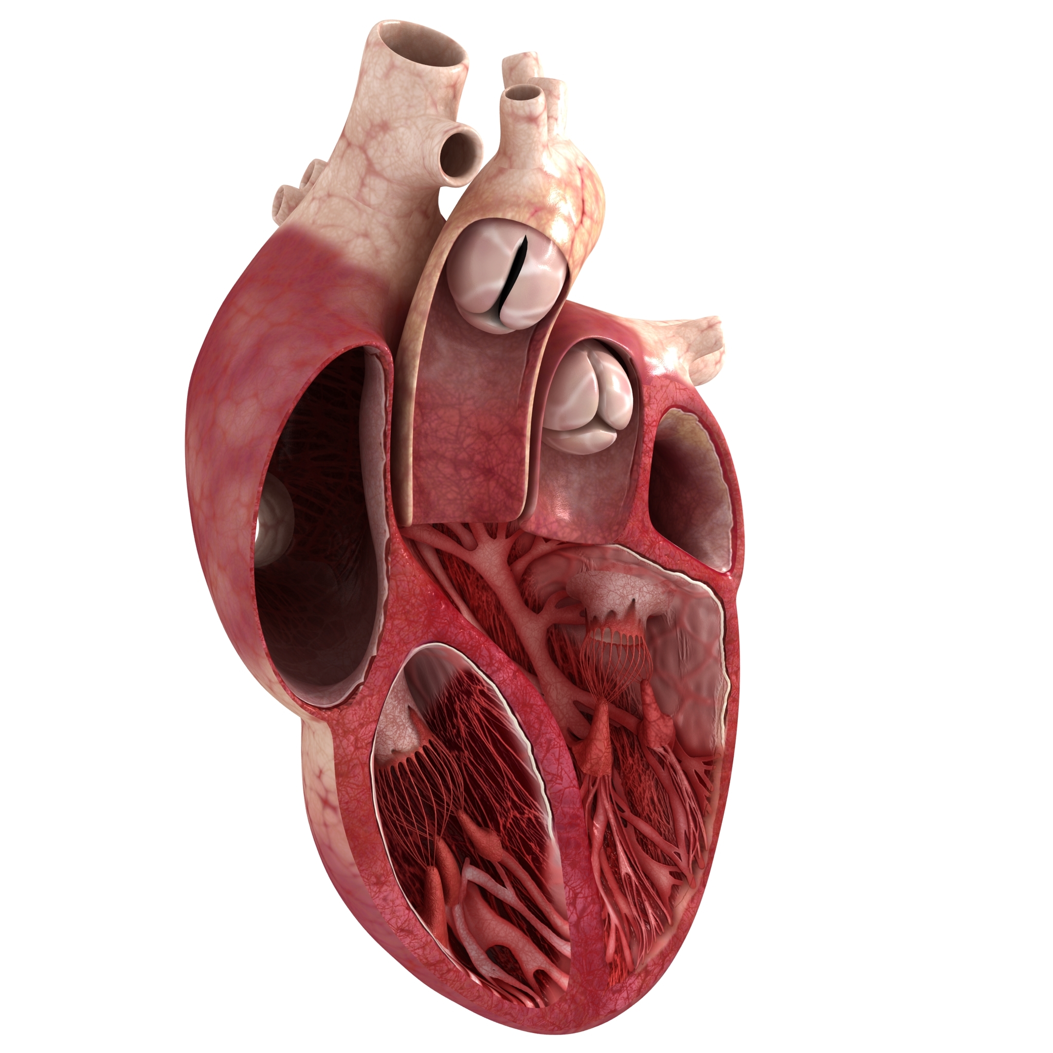 human heart slice 3d model