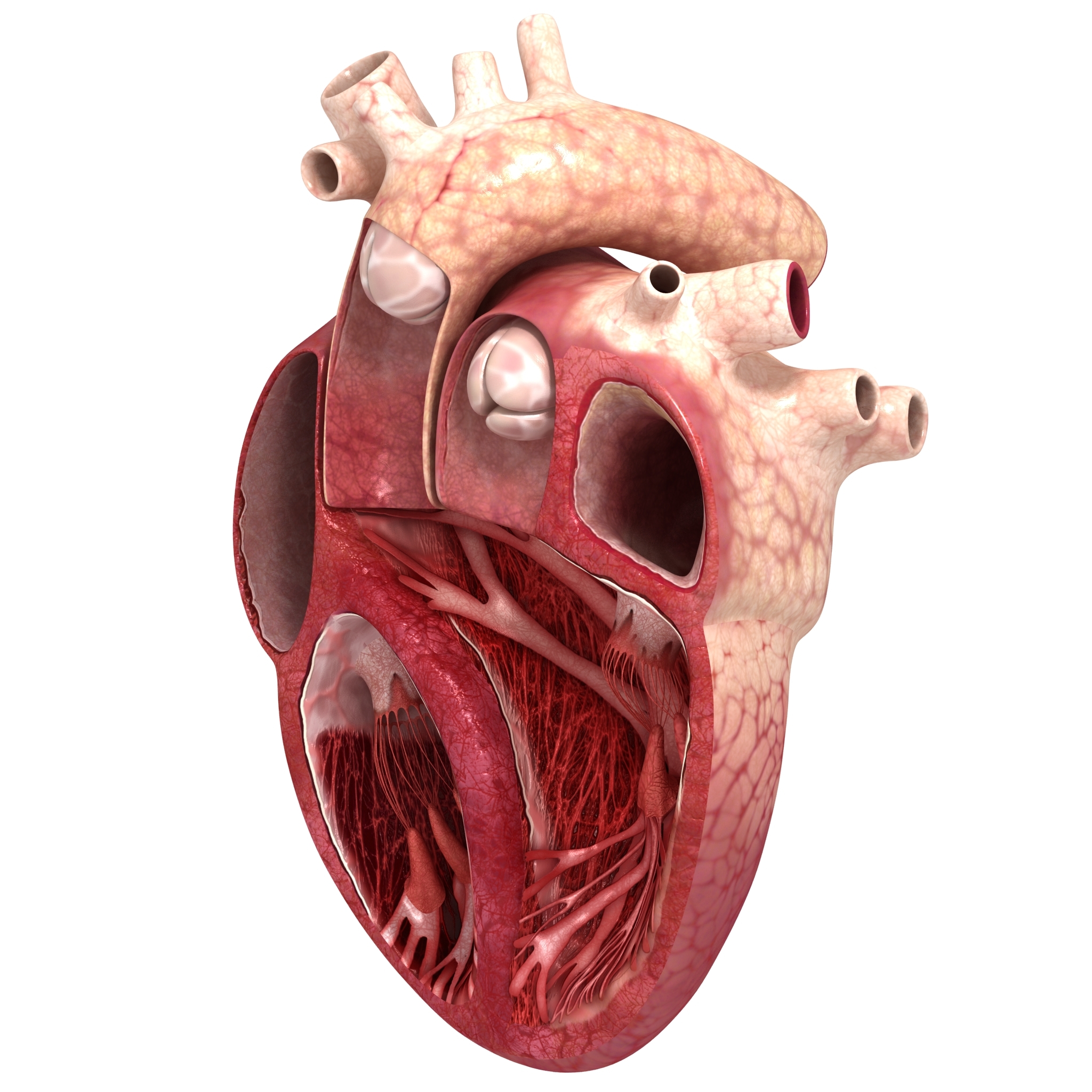 human heart slice 3d model