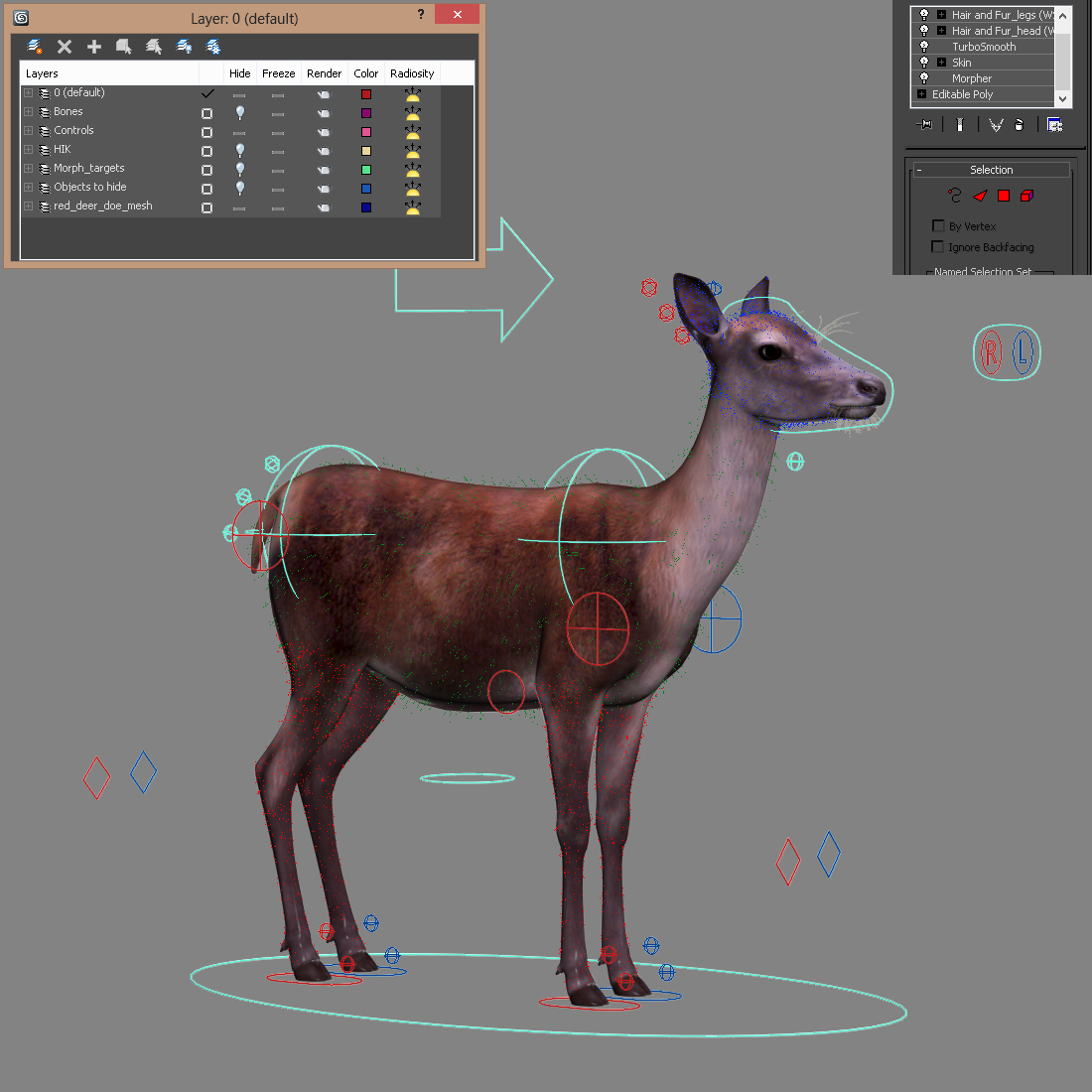 red deer doe fur 3d model